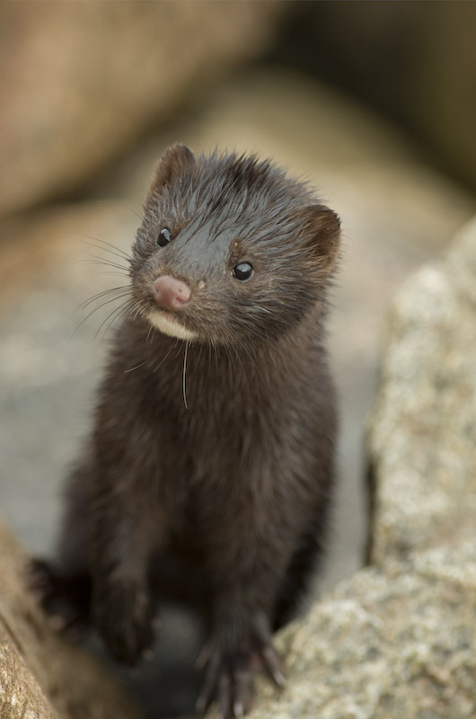 Skånska Bilder - Mink (9379)